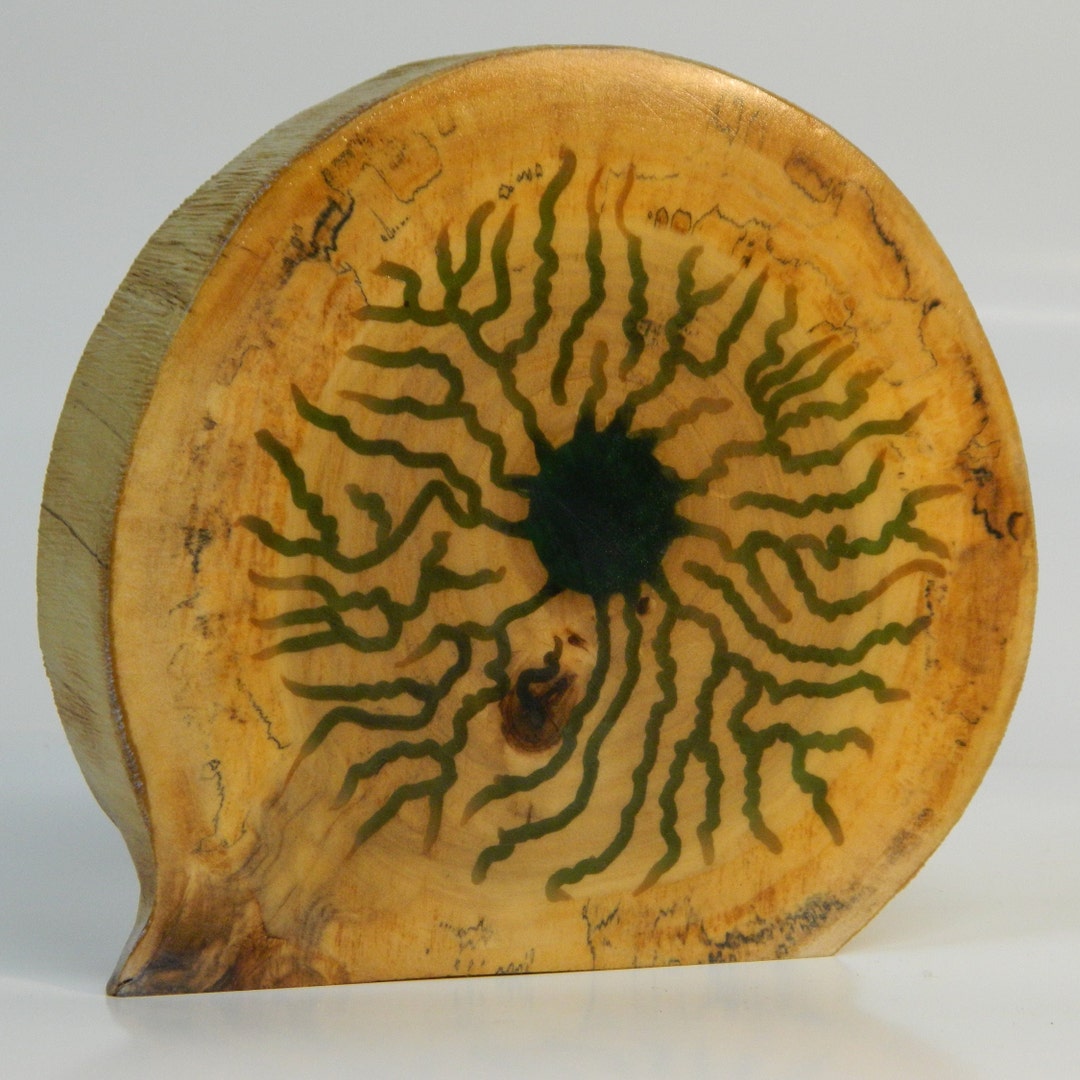 Branch Segment Wood Sclupture, Seeing Eye Solid Spalting Cottonwood ...