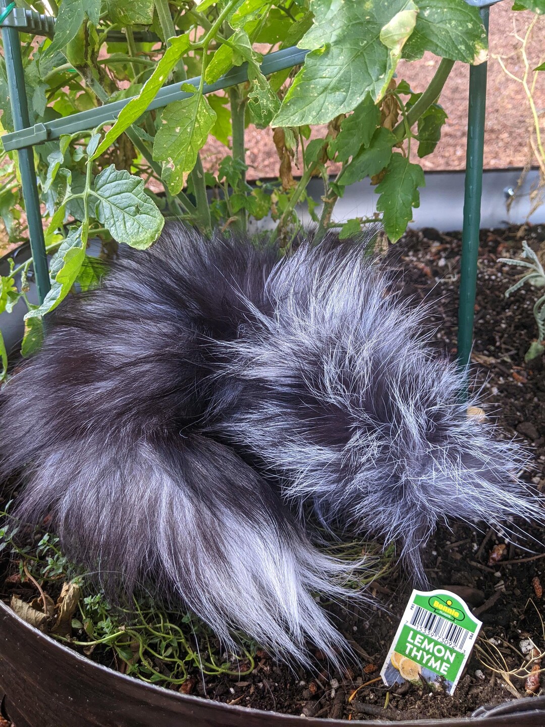 FOR DISPLAY ONLY Real Indigo Fox Fur Tail With Hand Riveted Keychain - Etsy