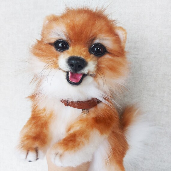 A Good Dog Food For A 17pound Pom Spitz