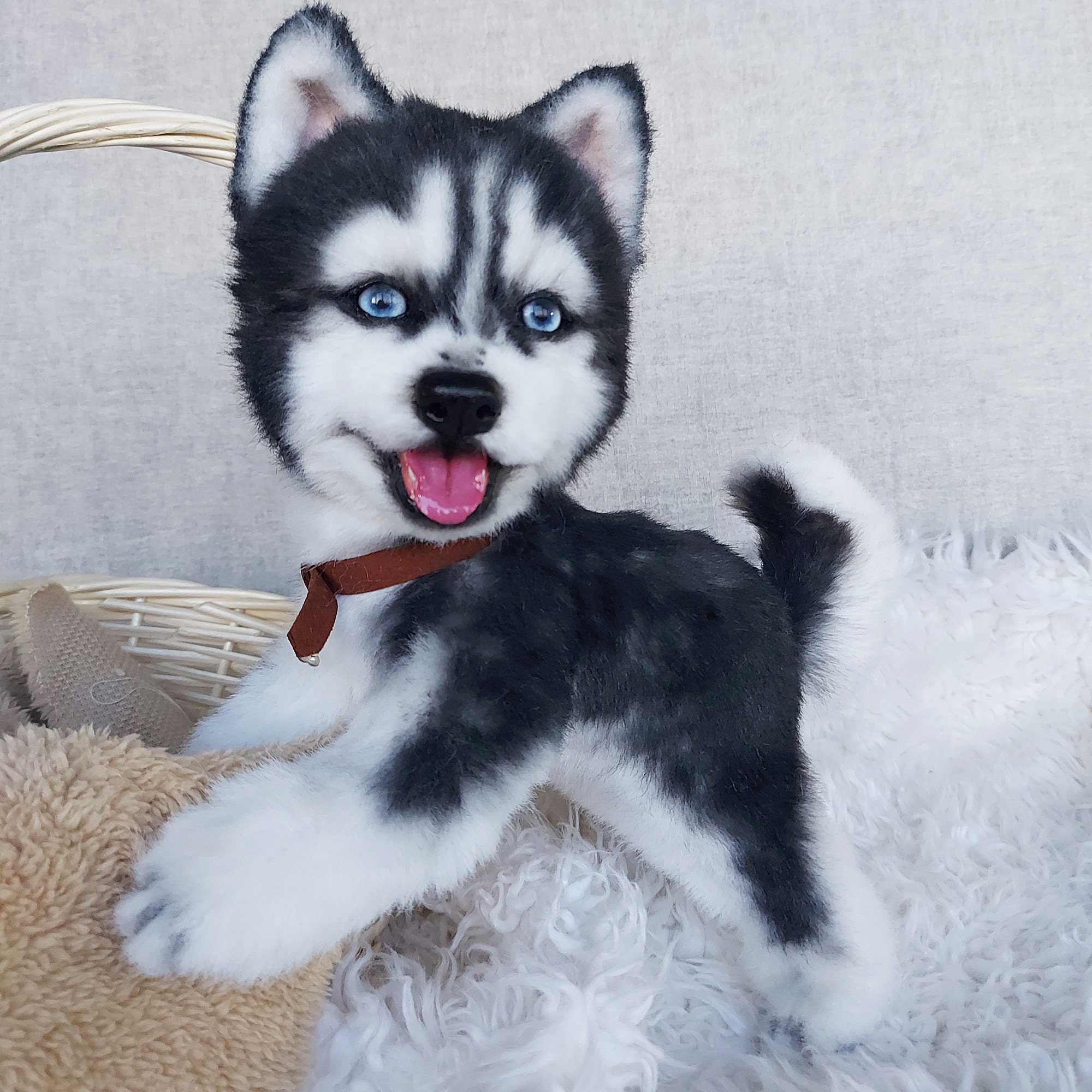 Toy Siberian Husky