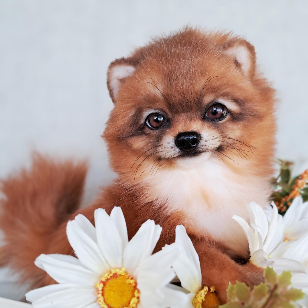 Pomeranian Puppy Mars Stuffed Toy - Etsy