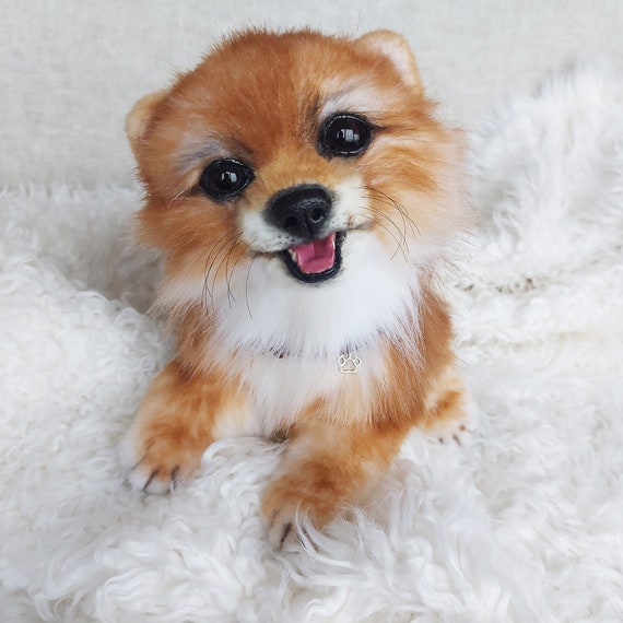 A Good Dog Food For A 17pound Pom Spitz
