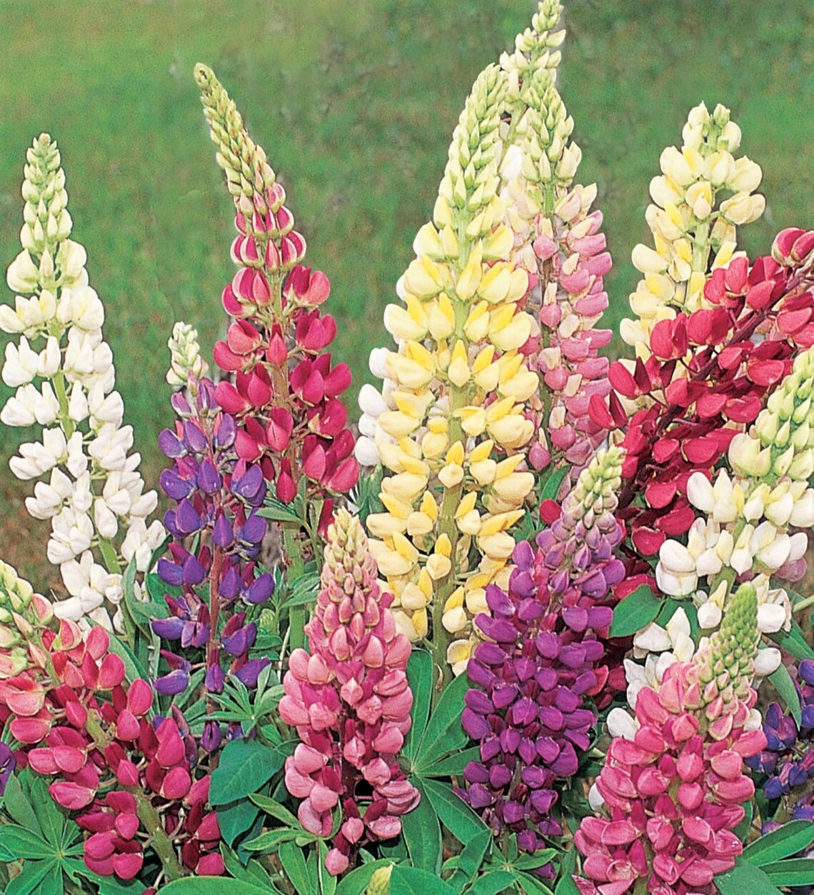 Lupin Gallery Mixed X 7 Seeds. A stunning mix of Red Purple | Etsy