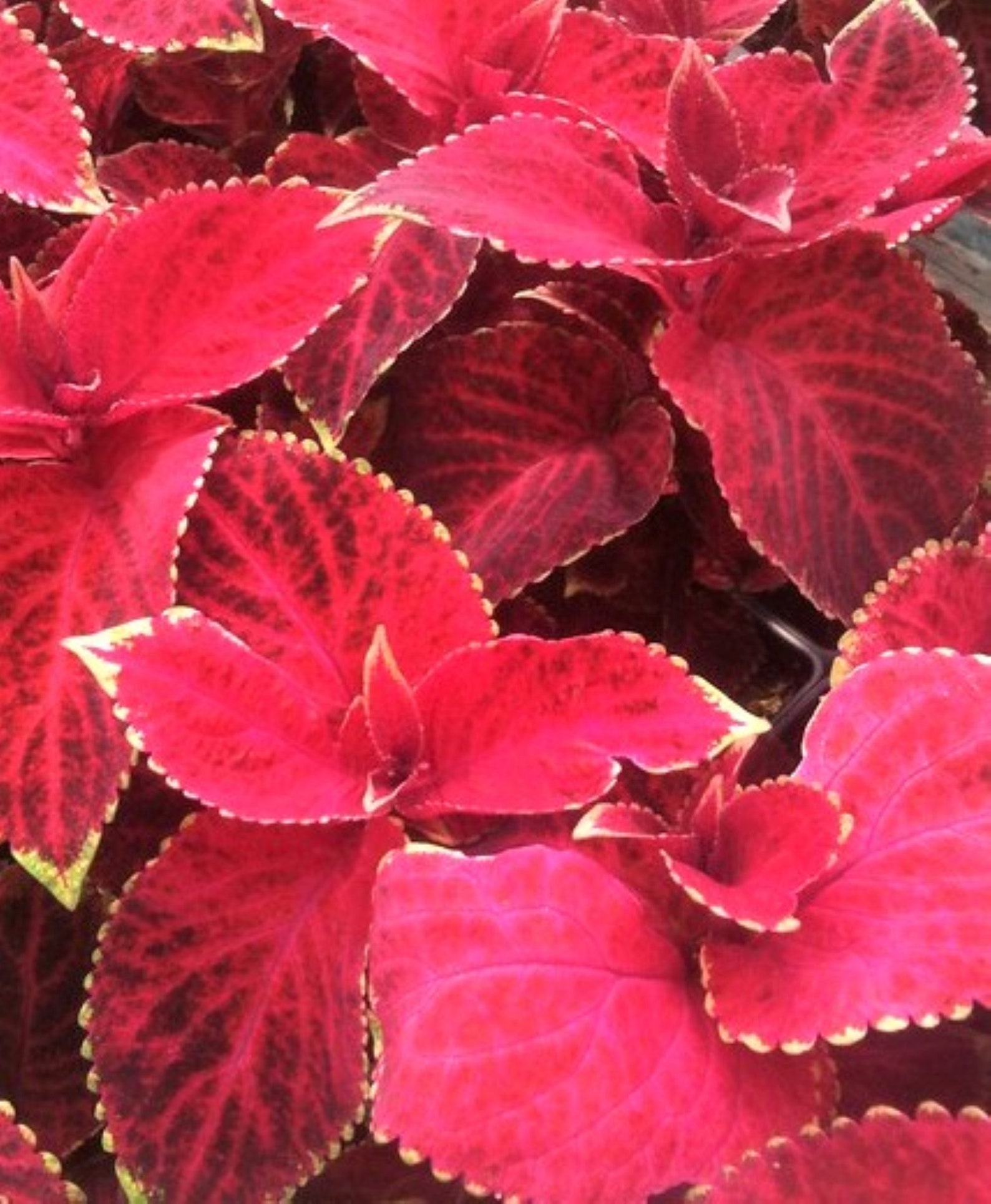 Coleus Wizard Velvet Red Seeds X 10. Makes a beautiful | Etsy