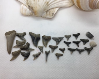 Shark Teeth | Etsy