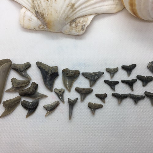 Ancient Fossilized Corax Shark Dinosaur Teeth Shark Teeth | Etsy