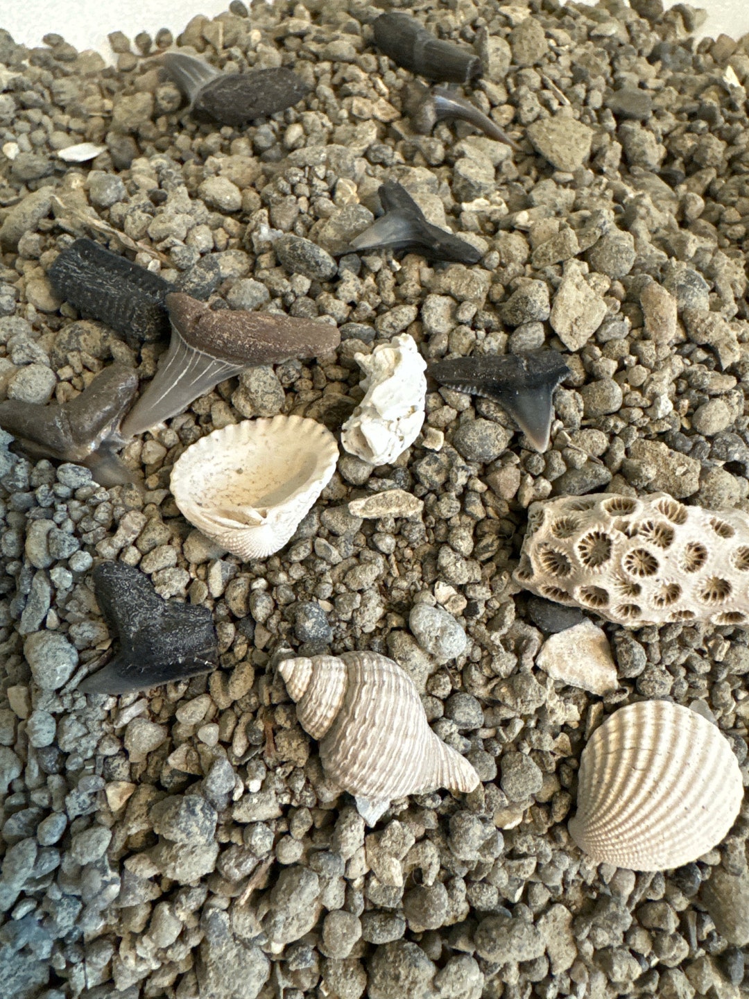 Advanced Fossil Hunter Kit 1, 3, or 5 Pounds of Micro Matrix L, STEM ...