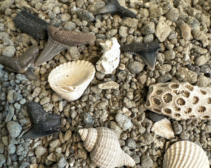 Advanced Fossil Hunter Kit 1, 3, or 5 Pounds of Micro Matrix L, STEM ...