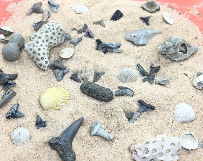 Advanced Fossil Hunter Kit 1, 3, or 5 Pounds of Micro Matrix L, STEM ...