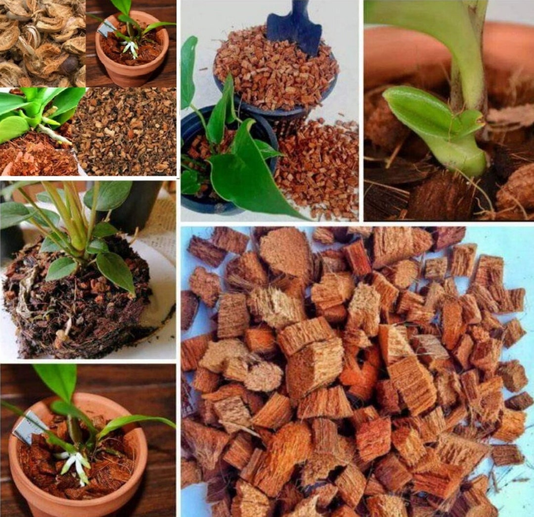 100 Grams of Coconut Husk Coconut Husk Chips Coco Chips Coco Mulch Coco ...