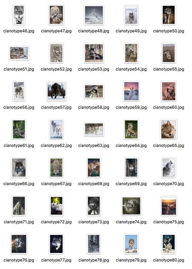 Wolves Aesthetic Photo Collage Kit of 80 Pieces Wolf - Etsy