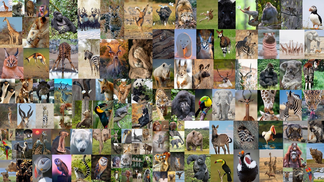 Wild Animal Wild Life Aesthetic Photo Collage Kit of 120 Pieces - Etsy