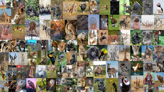 Wild Animals Collage