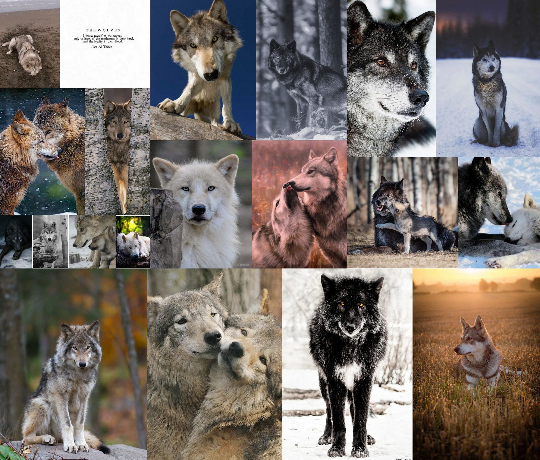 Wolves Aesthetic Photo Collage Kit of 80 Pieces Wolf - Etsy