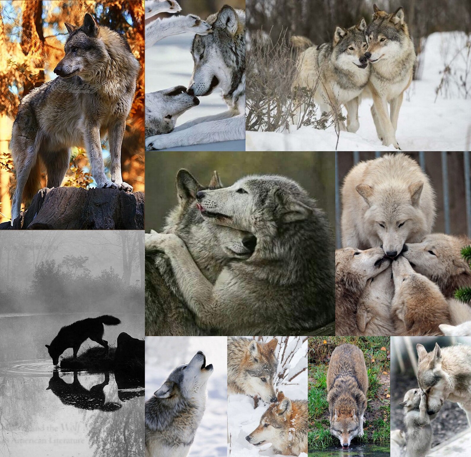 Wolves Aesthetic Photo Collage Kit of 80 Pieces Wolf - Etsy