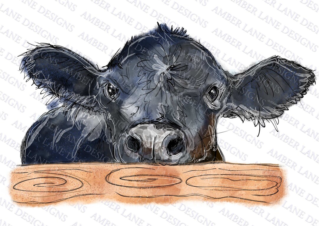 Black Angus Drawing