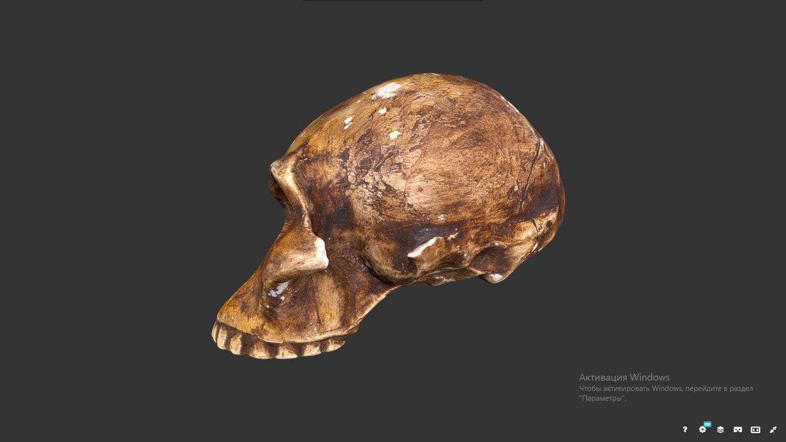 Australopithecus prometheus skull replica Full-size | Etsy