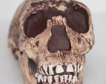 Bones & Skulls Taxidermy & Curiosities Australopithecus africanus skull ...