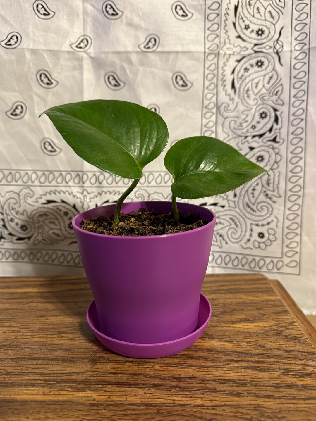 Golden Pothos Potted Baby Starter Plant - Etsy