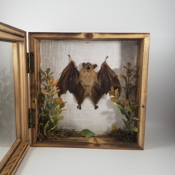 Bat Taxidermy - Etsy