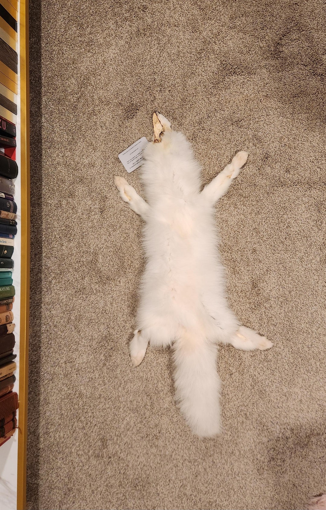 REAL Arctic Fox Pelt, CLEARANCE, White, Tube, Claws, Winter - Etsy