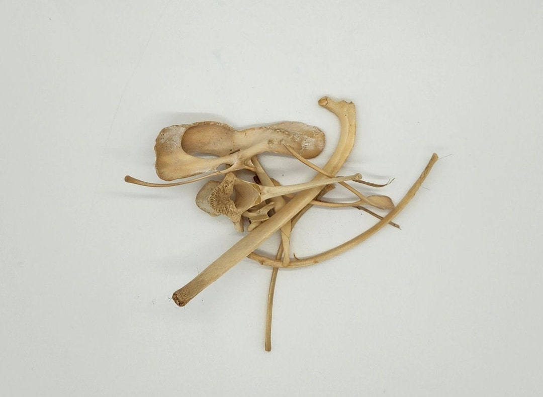 Real Bone Bag Mix 5 Pieces Non-protected Forest Animals - Etsy