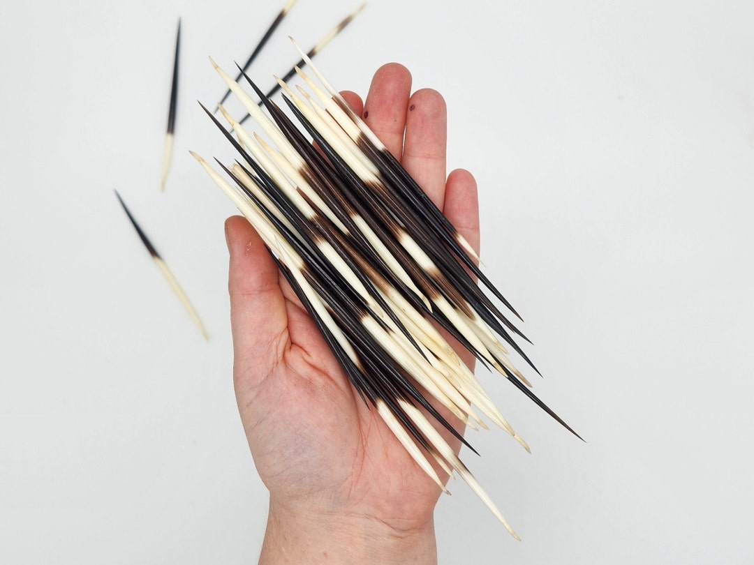 Real Lot 45 Porcupine Quills 26 Pcs HUGE - Etsy