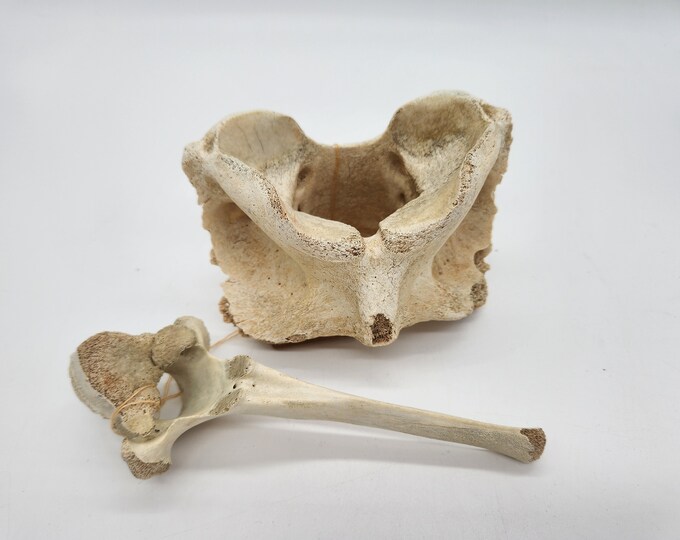 Multipack 1-2 Raccoon Vertebrae Real Spinal Bone Vertebra Taxidermy ...