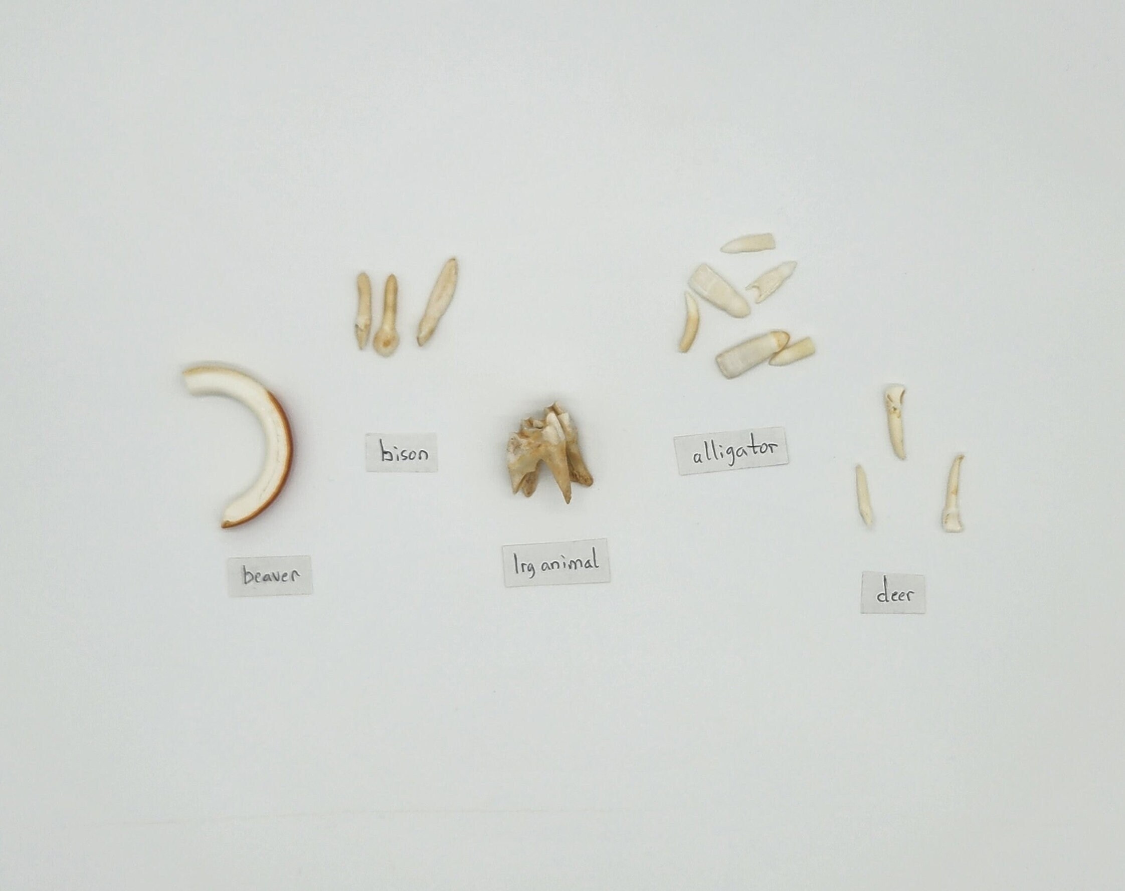 Alligator Deer Neck Breaks