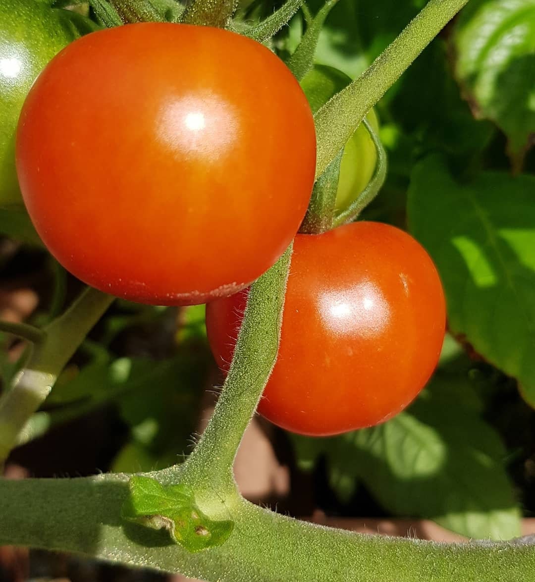 Seedlings Tube - Tomato Red Berry - Etsy UK