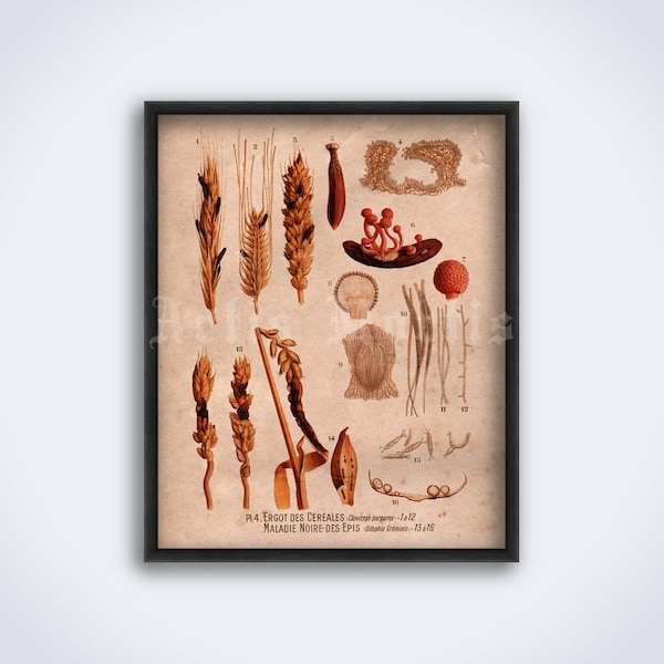 Medieval Botany Digital - Etsy