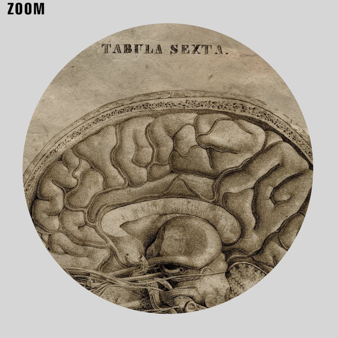 Human Brain Lateral Cross-section Anatomy Illustration | Etsy