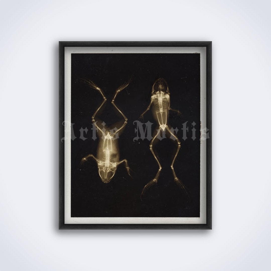 Vintage X-ray Frogs Photo – Zoology, Natural History Art, Amphibians ...