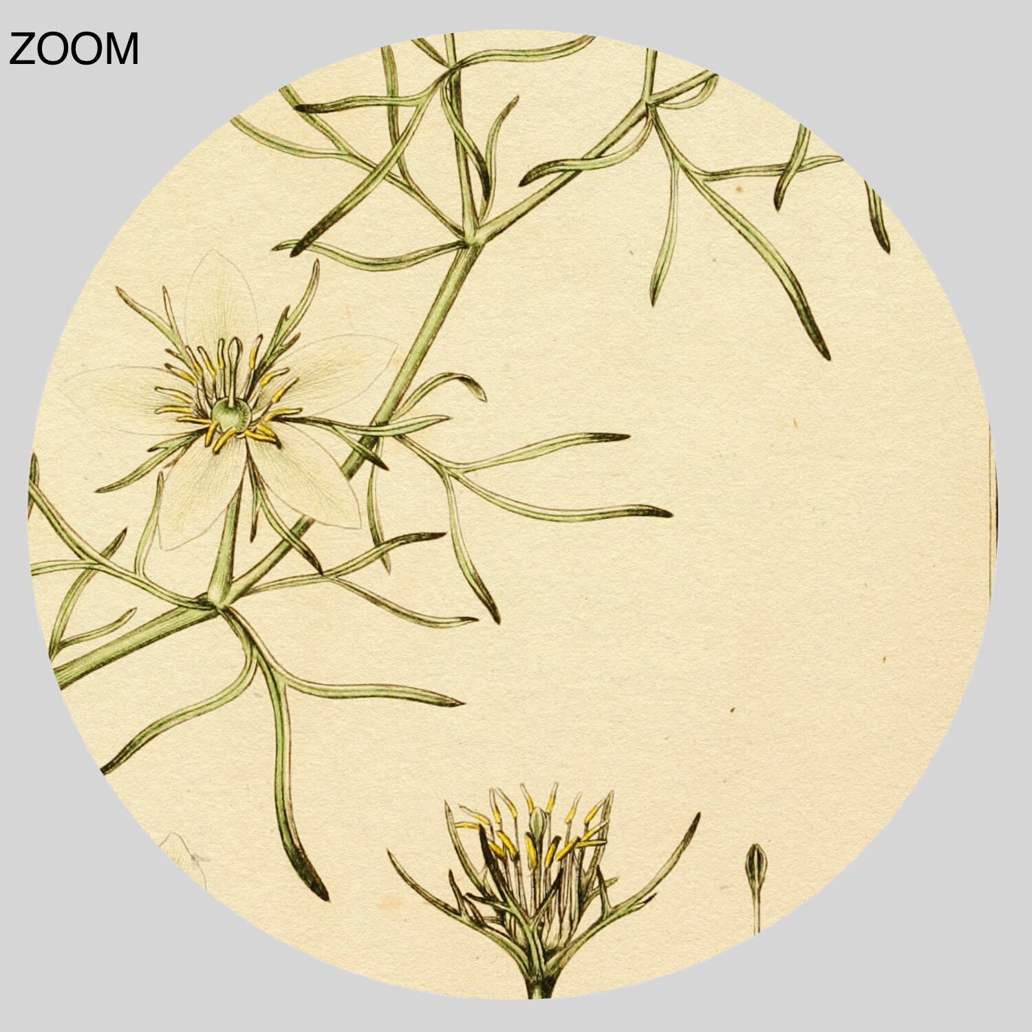 Syrian Rue Plant Peganum Harmala Shamanic Psychoactive - Etsy UK