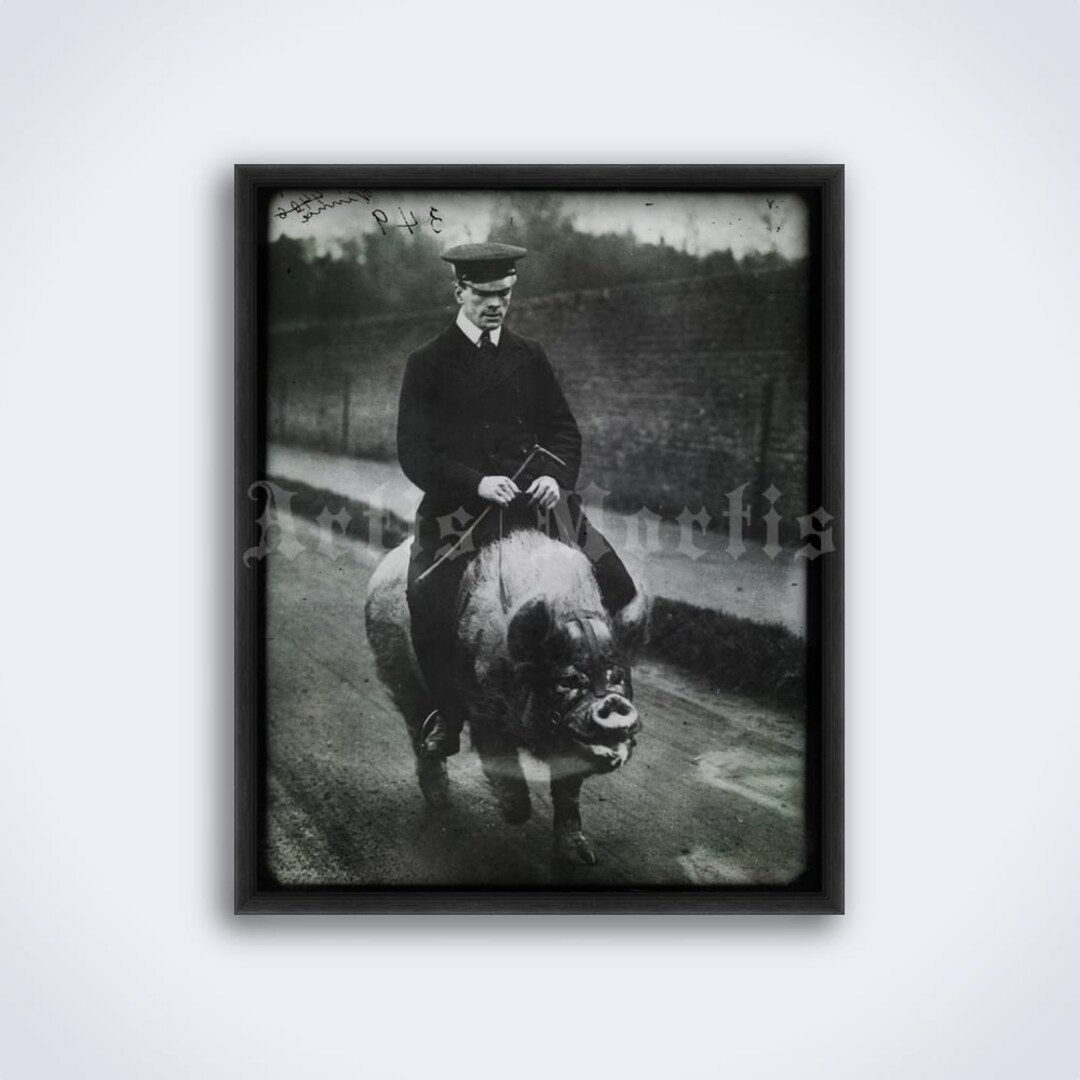 Pig Riding, Man on the Pig - Vintage Photo, Retro Humor, Weird, Unusual ...