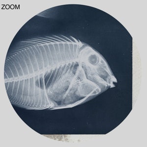 Vintage X-ray Fishes Photo – Natural History Art, Fisherman Gift, Ocean ...