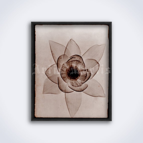 Lotus Flower Vintage X-ray Photo by Rain L. Tasker Botanical | Etsy