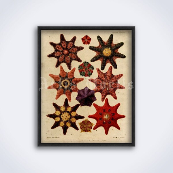 Sea of Stars Poster - Etsy