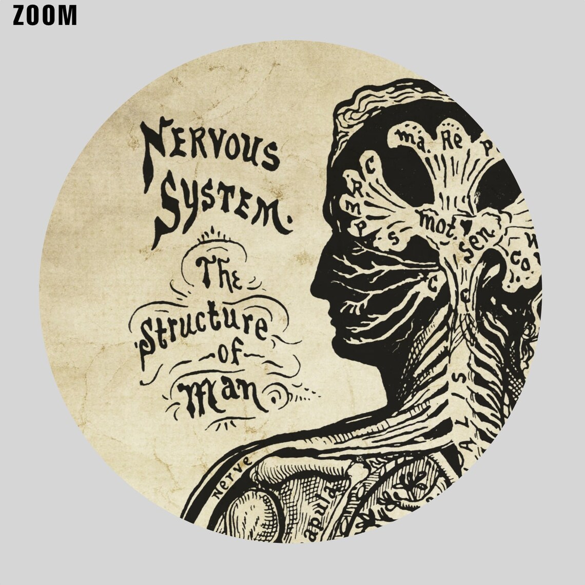 Nervous System Diagram Structure of Man Book of Life Dr. - Etsy