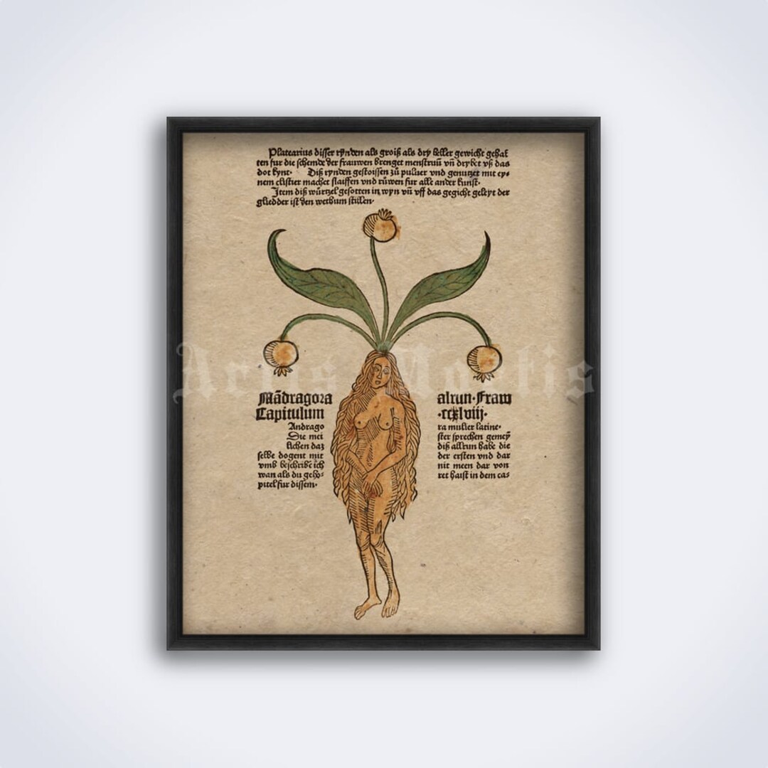 Mandrake Female Root – Mandragora Medieval Art, Magical Plant ...