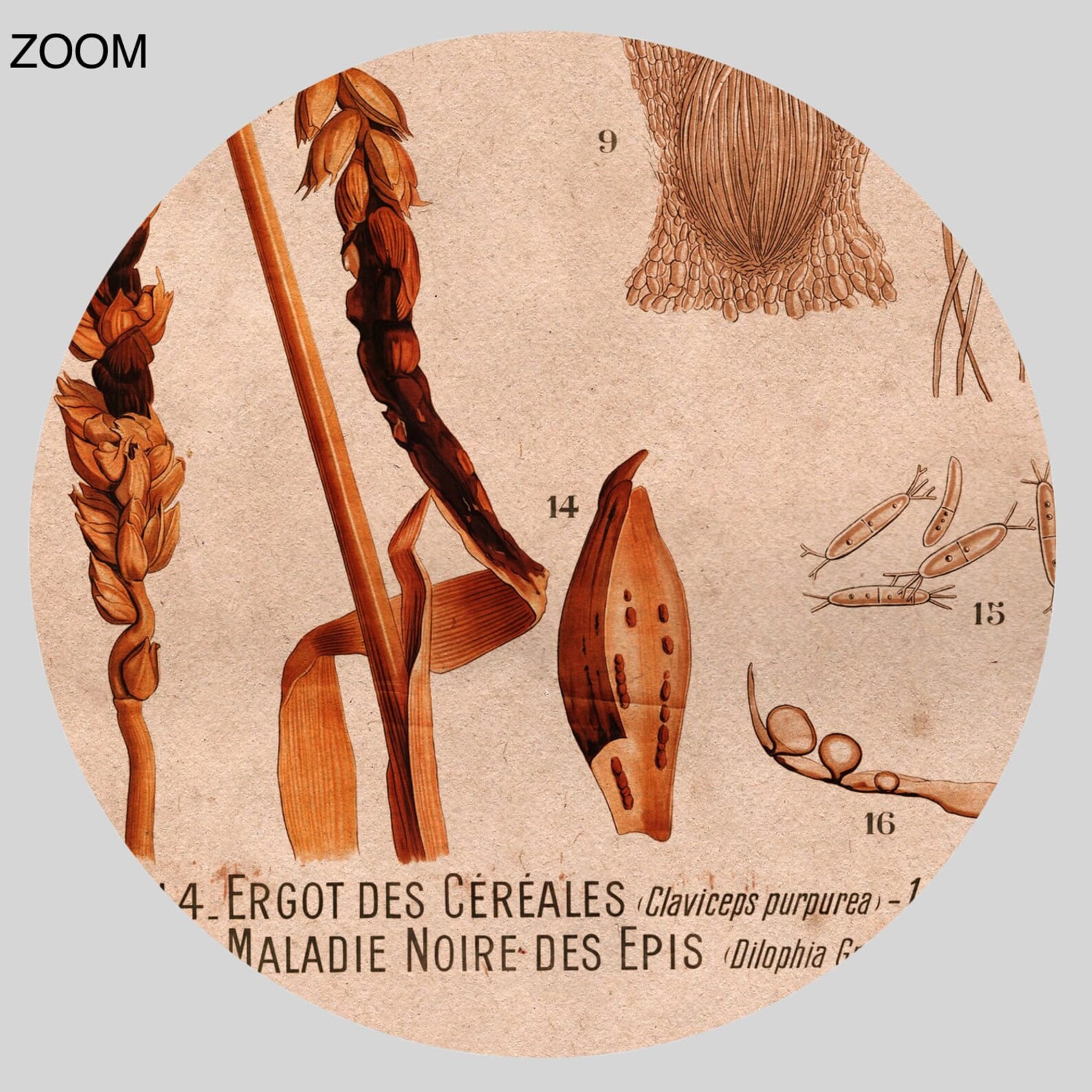 Ergot champignons hallucinogènes ergotisme médiéval - Etsy France
