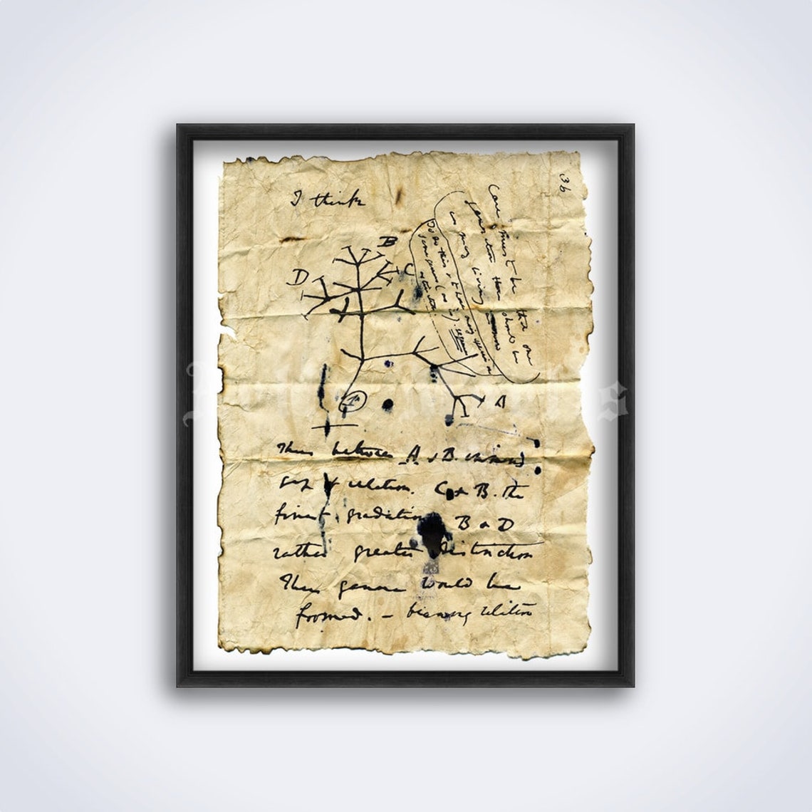 Charles Darwin Notebook Tree of Life Evolution Diagram Sketch | Etsy