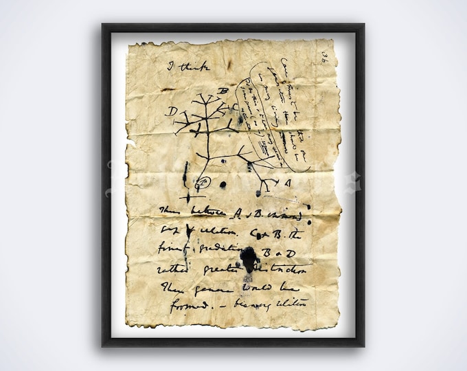 Darwin Tree of Life Print on Canvas i Think Evolutionary Tree Print ...