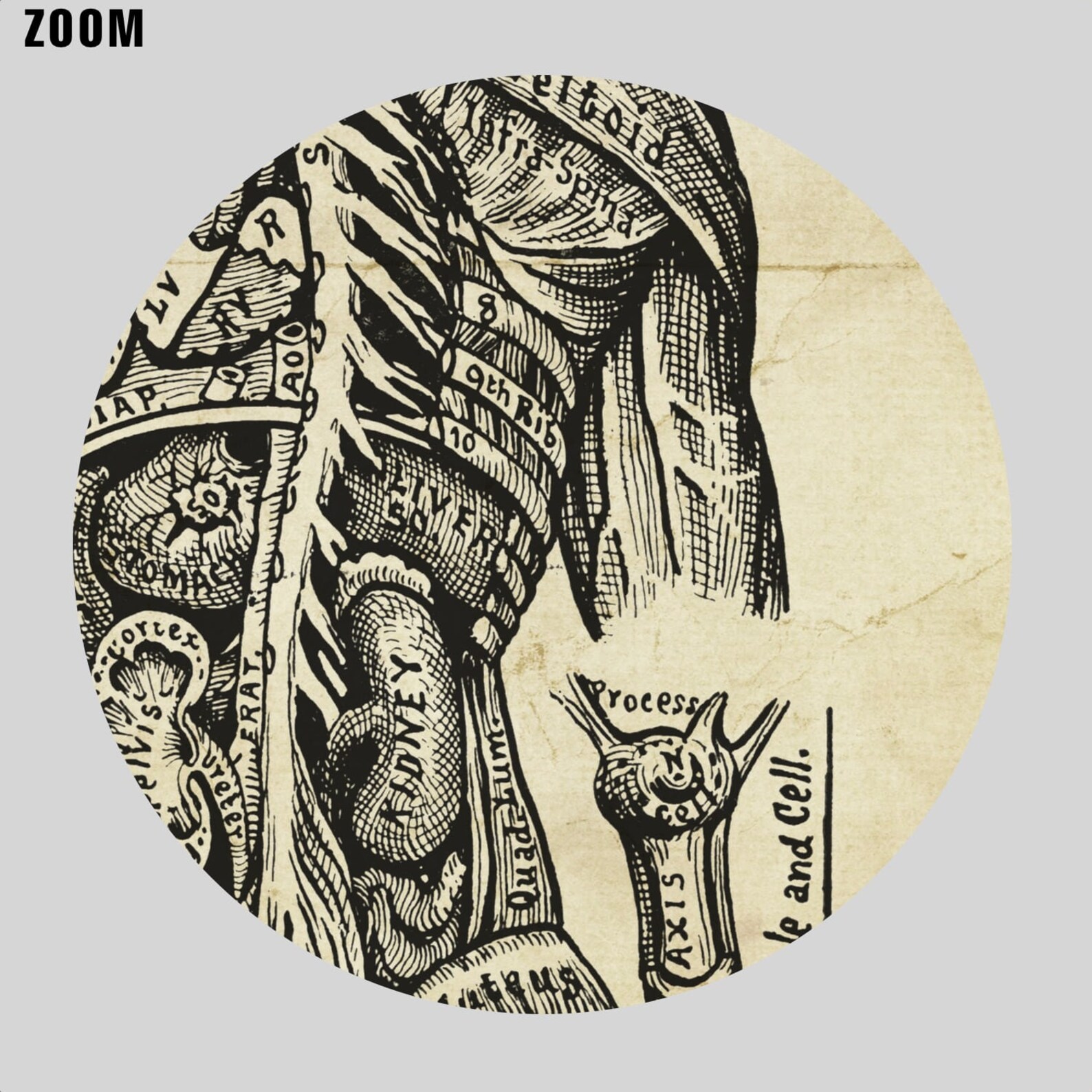 Nervous System Diagram Structure of Man Book of Life Dr. - Etsy