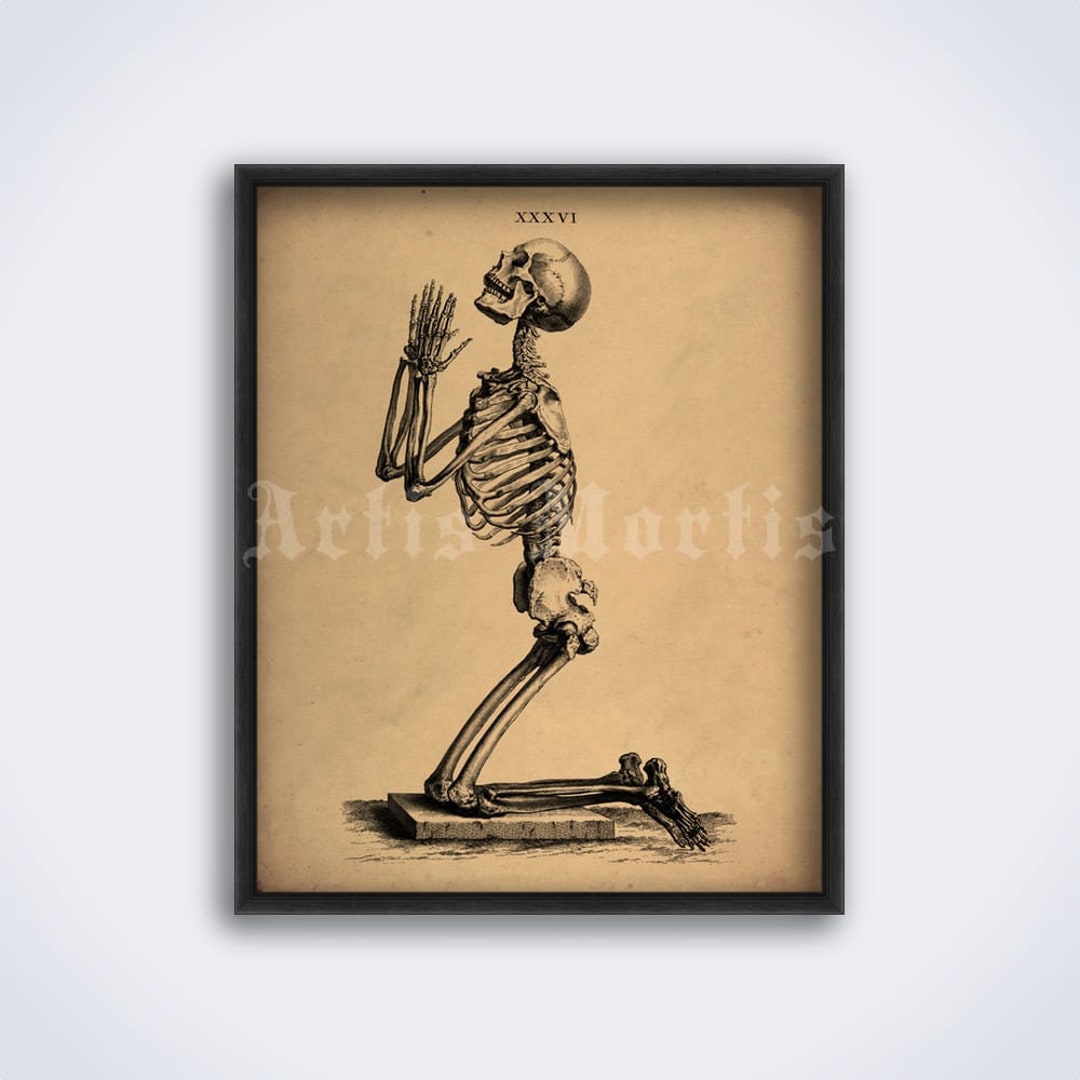 Praying Skeleton – Anatomy, Human Skeleton, Skull Art, Osteographia ...