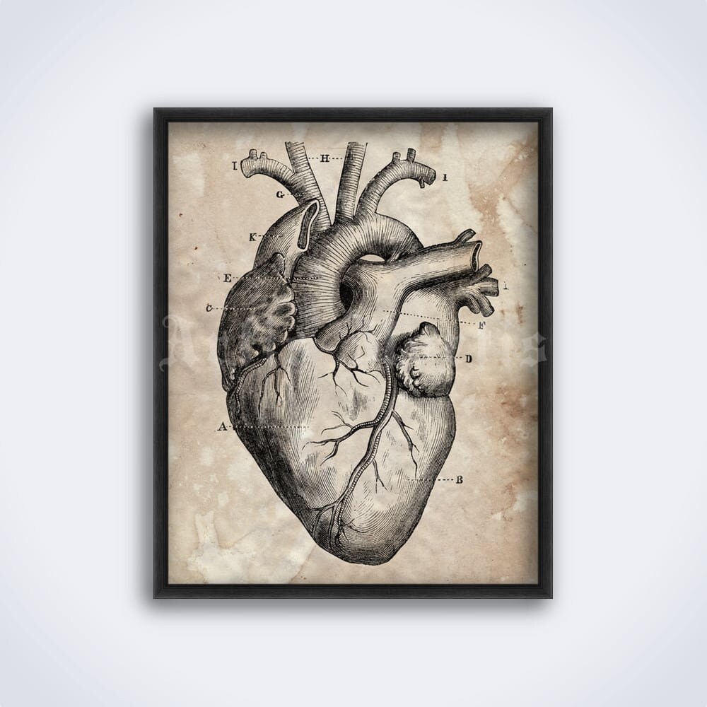 Anatomisch Correct Menselijk Hartdiagram Gratis Vectors En