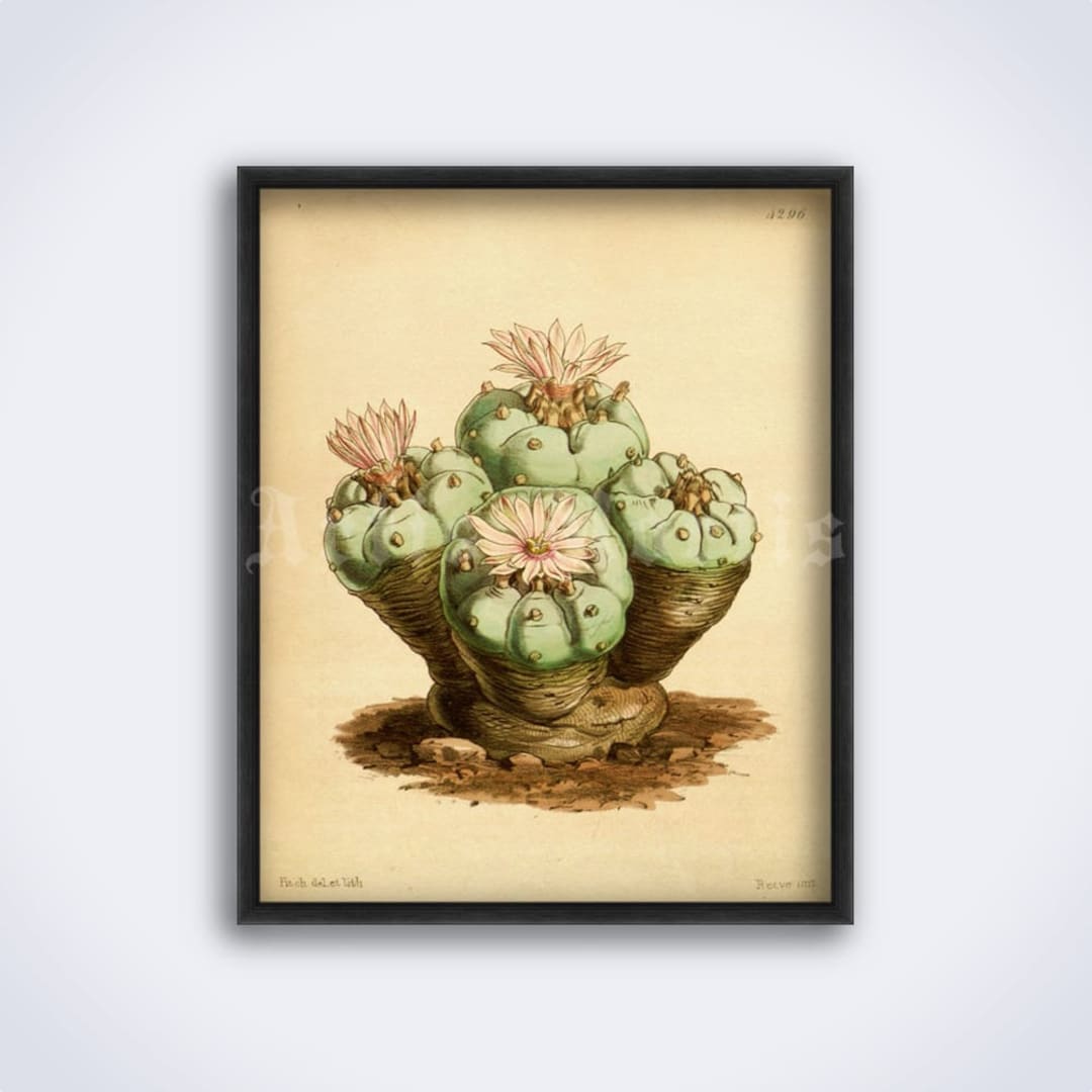 Peyote, Hallucinogenic Cactus, Psychoactive Cacti, Psychedelic, Shaman ...