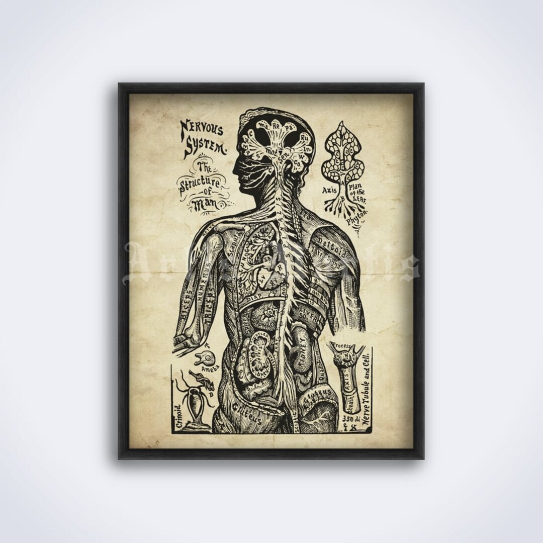 Nervous System Diagram, Structure of Man – Book of Life, Dr. Sivartha ...