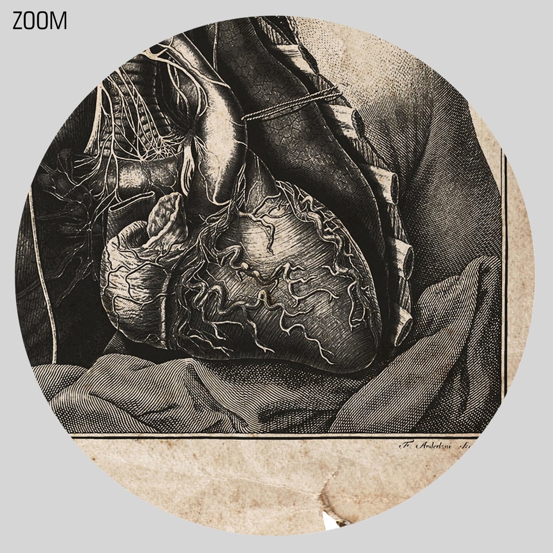 Neurology Human Body Dissection Anatomy Vintage Medical - Etsy