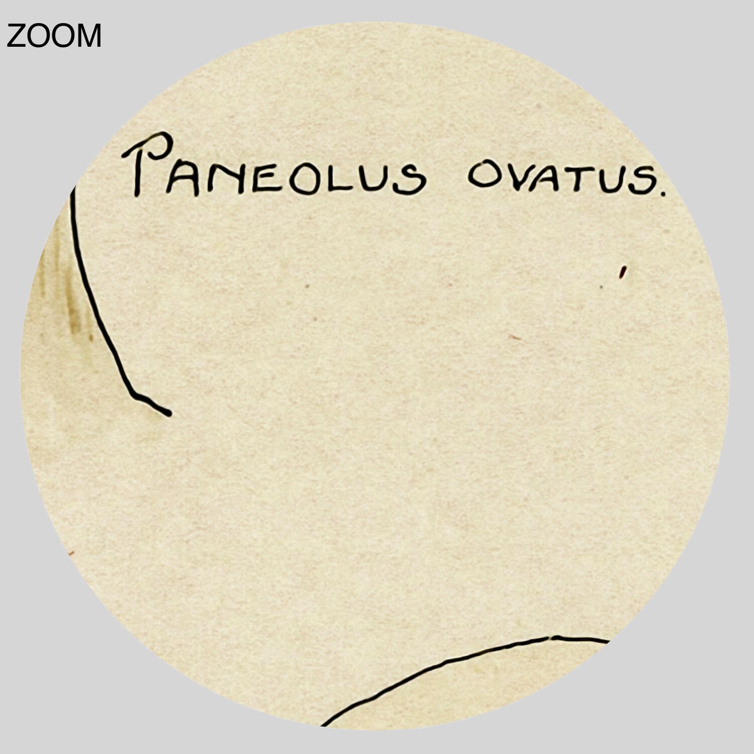 Panaeolus - Psilocybin Mushroom, Psychoactive, Shamanic, Shaman ...